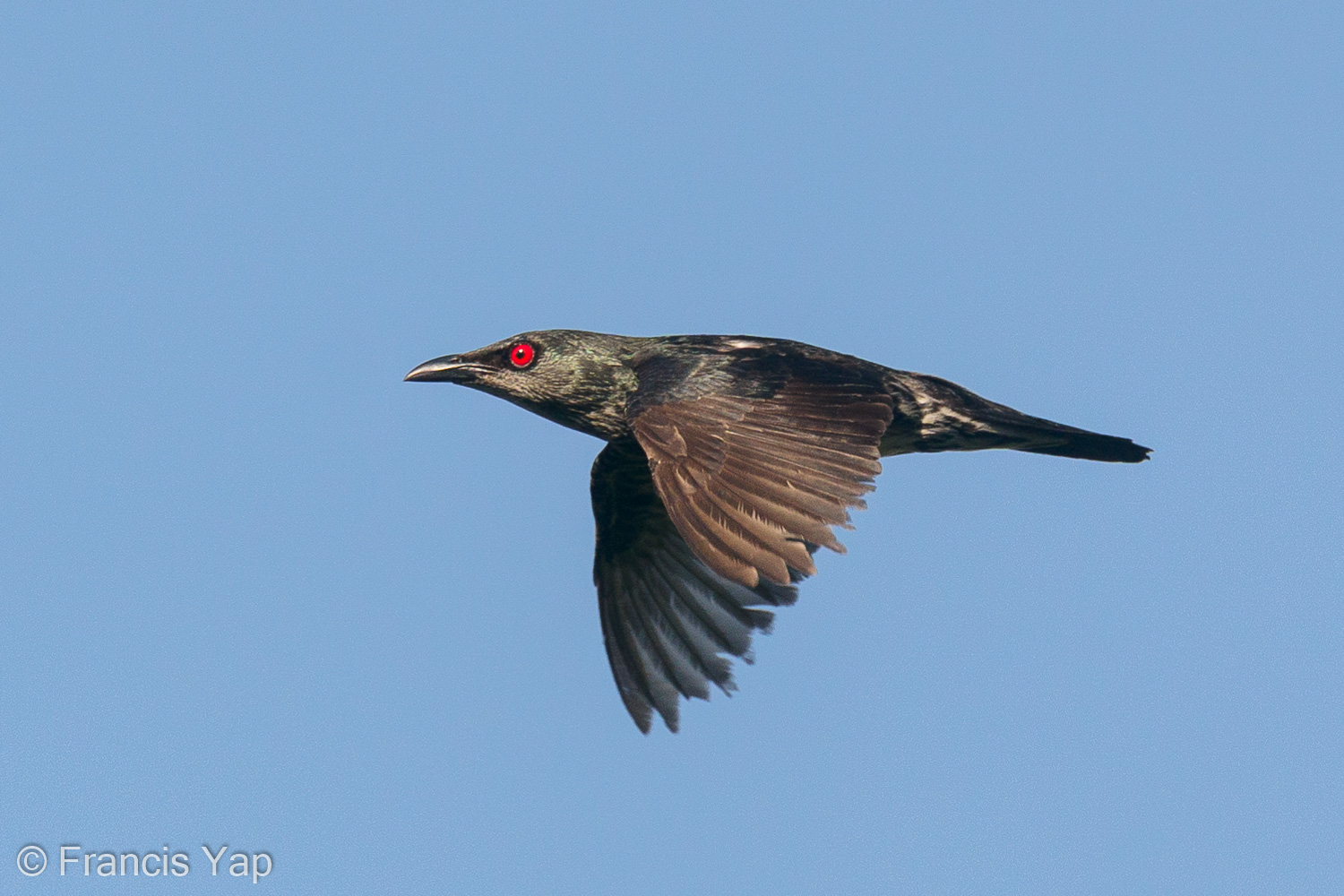 Asian Glossy Starling – Birds of Singapore
