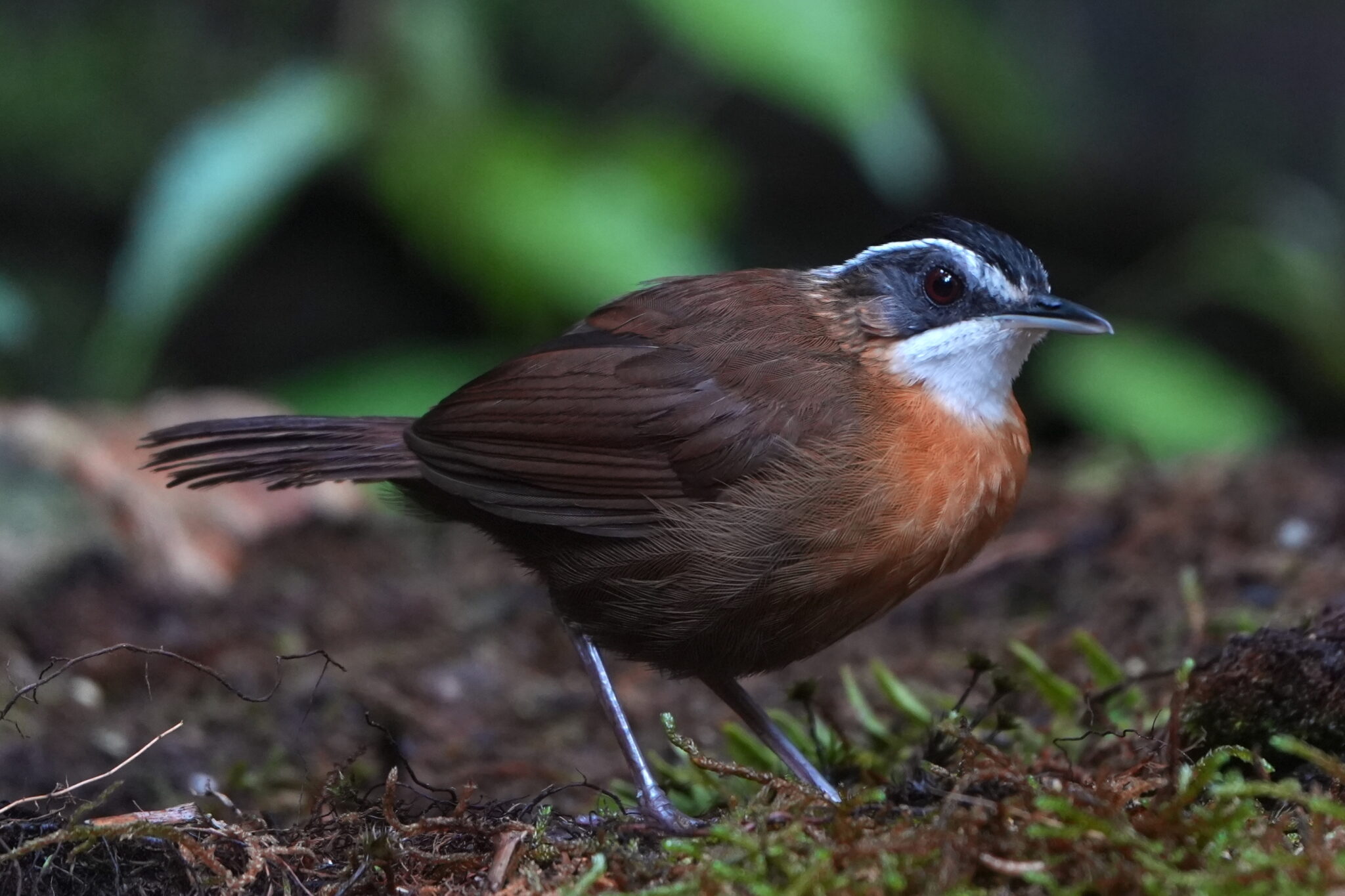 Birds of Singapore – By the Bird Society of Singapore