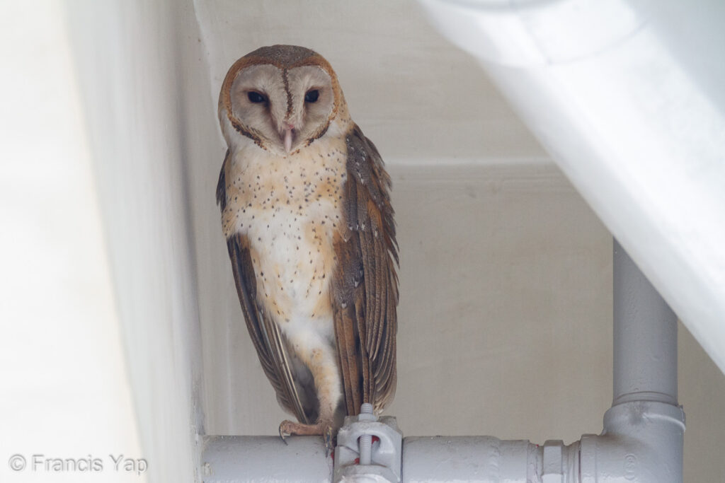 Eastern Barn Owl – Birds of Singapore