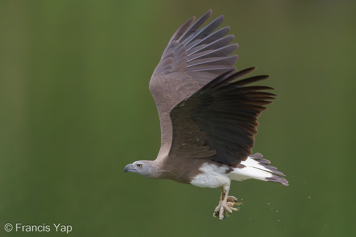 Grey-headed Fish Eagle – Birds of Singapore