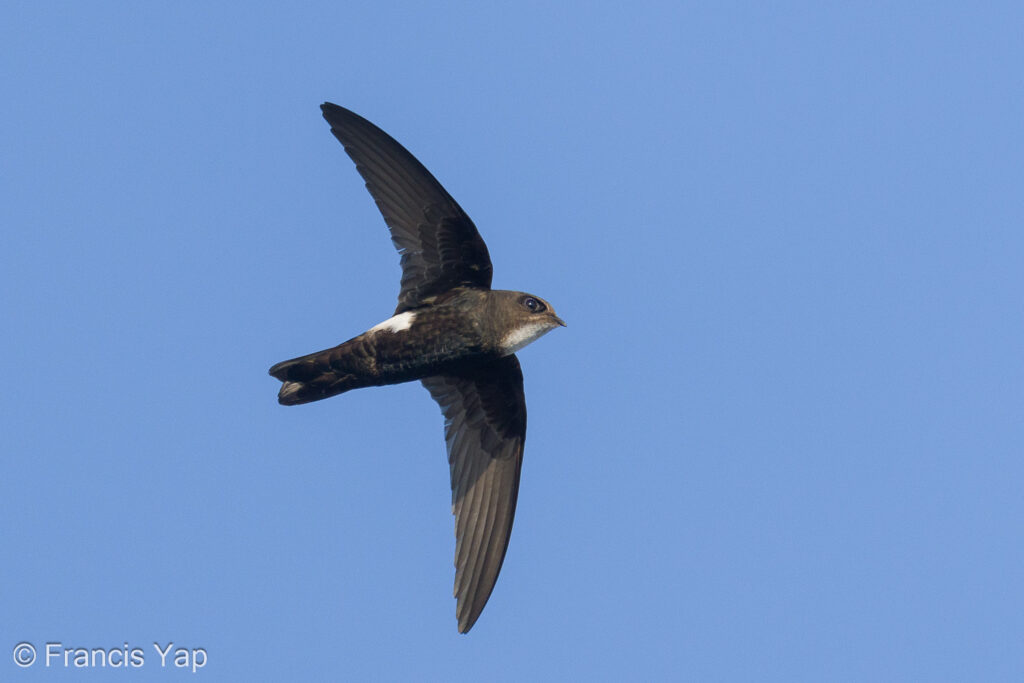 House Swift – Birds of Singapore