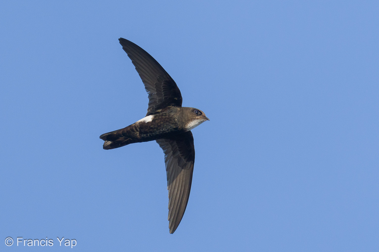 House Swift – Birds of Singapore