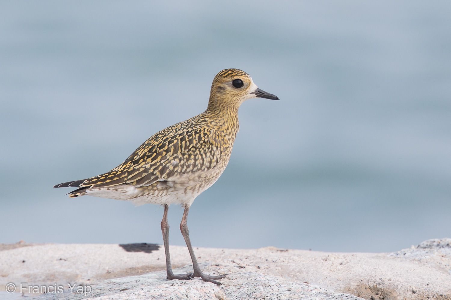 Pacific Golden Plover – Birds of Singapore