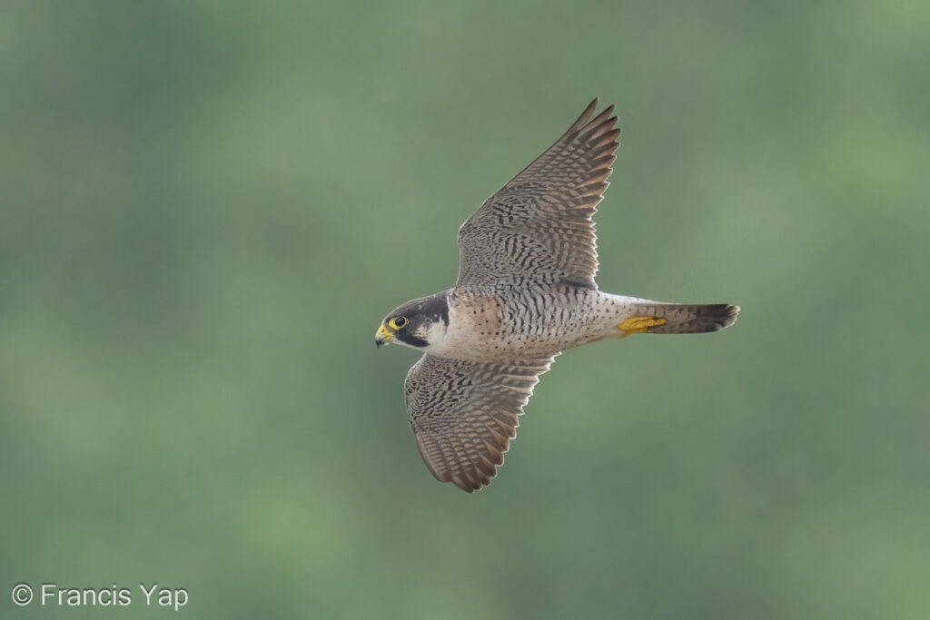Peregrine Falcon – Birds of Singapore