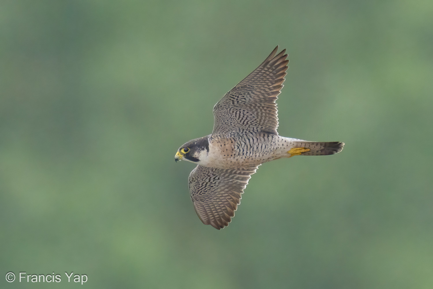Peregrine Falcon – Birds of Singapore