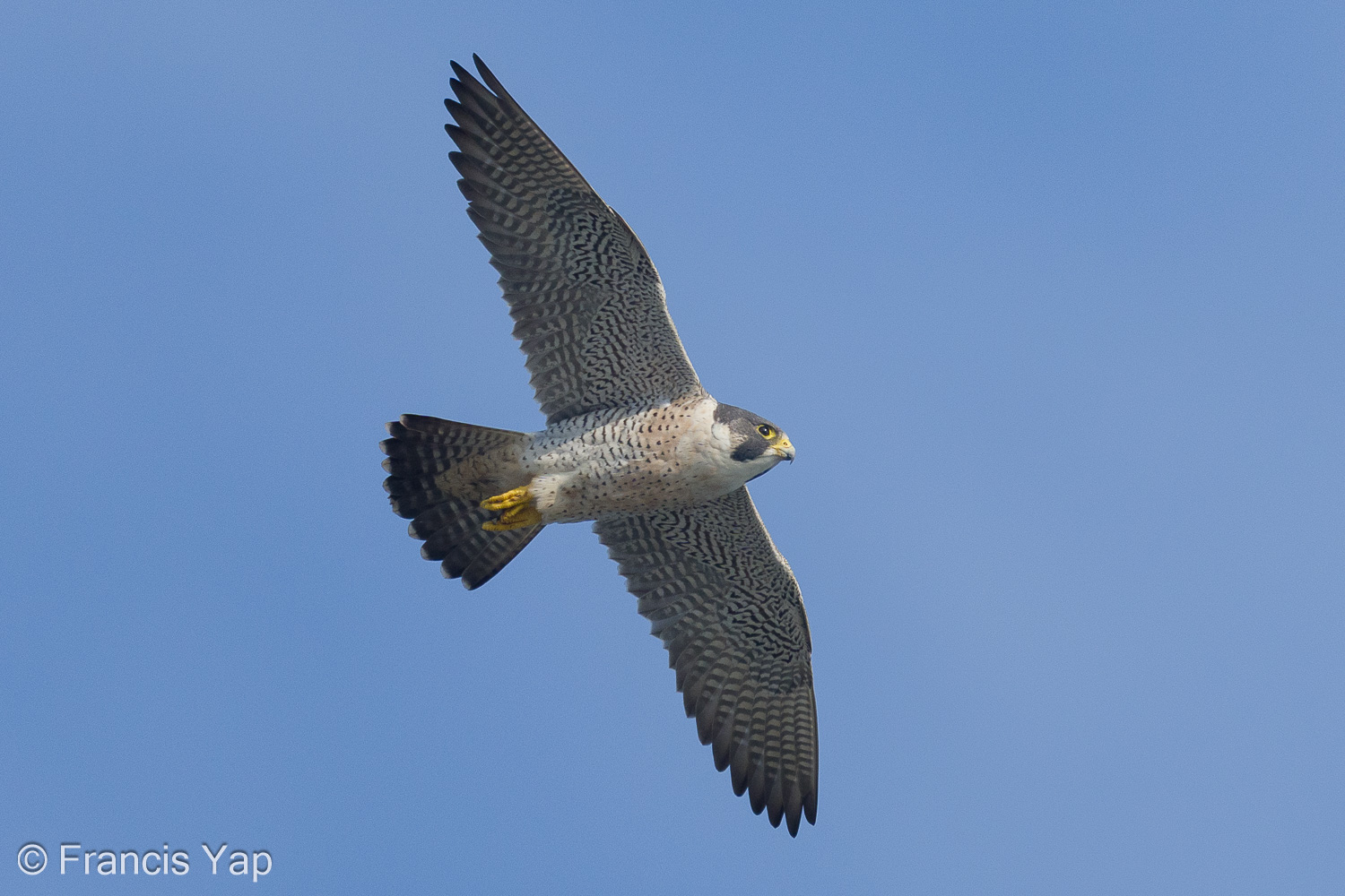 Peregrine Falcon – Birds of Singapore