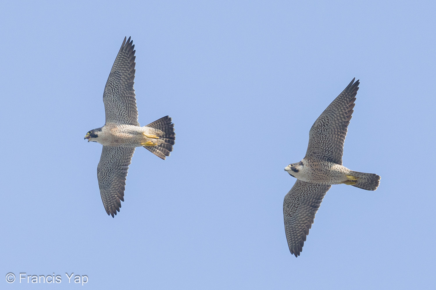 Peregrine Falcon – Birds of Singapore