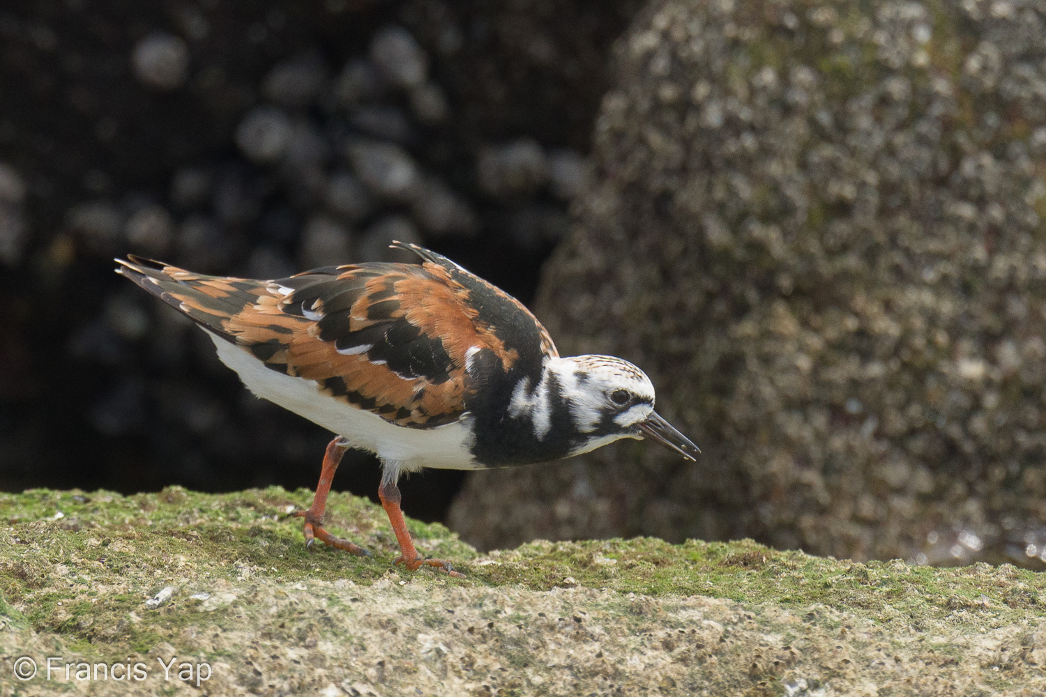 Ruddy Turnstone – Birds of Singapore