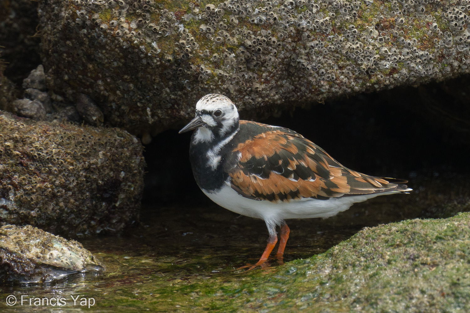 Ruddy Turnstone – Birds of Singapore