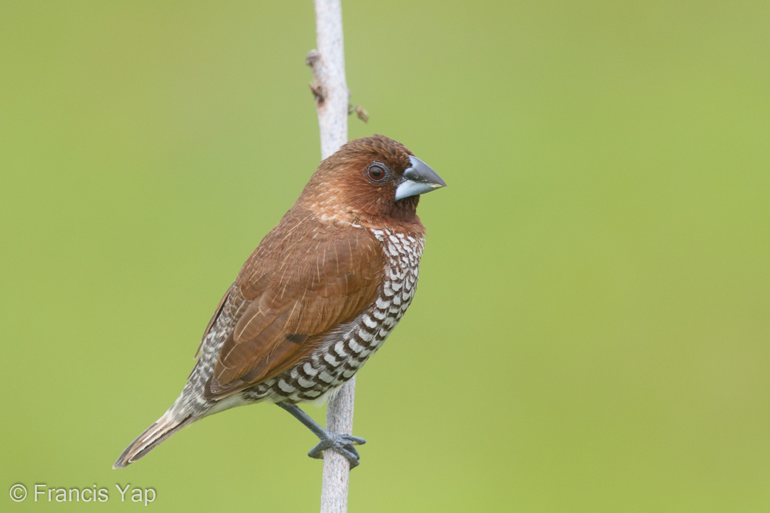 Scaly-breasted Munia – Birds of Singapore