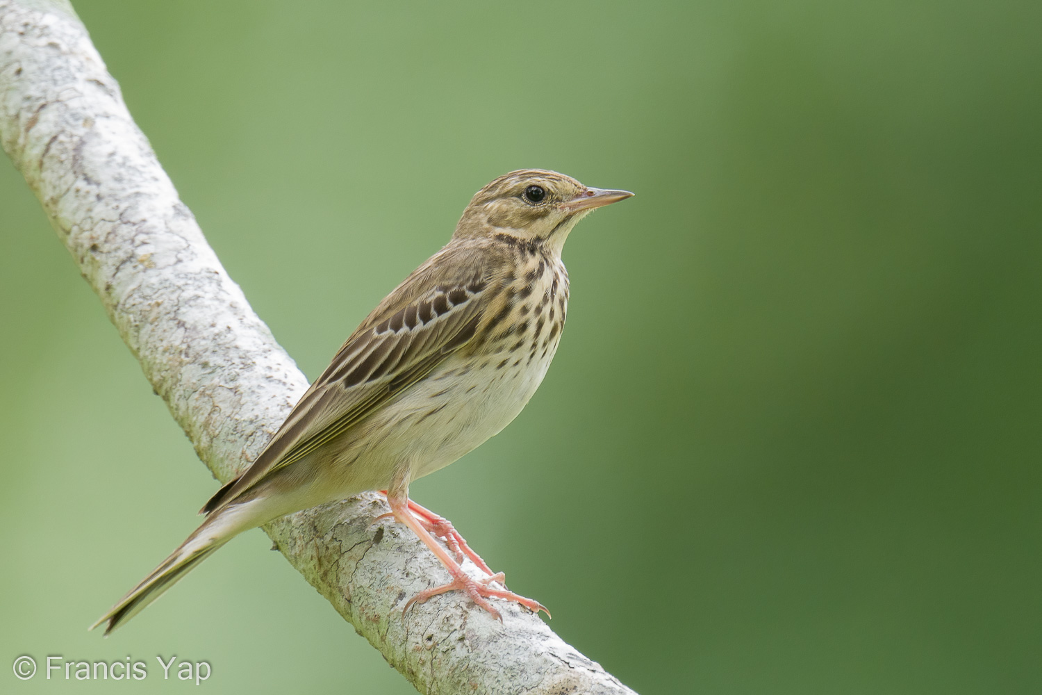 Tree Pipit – Birds of Singapore