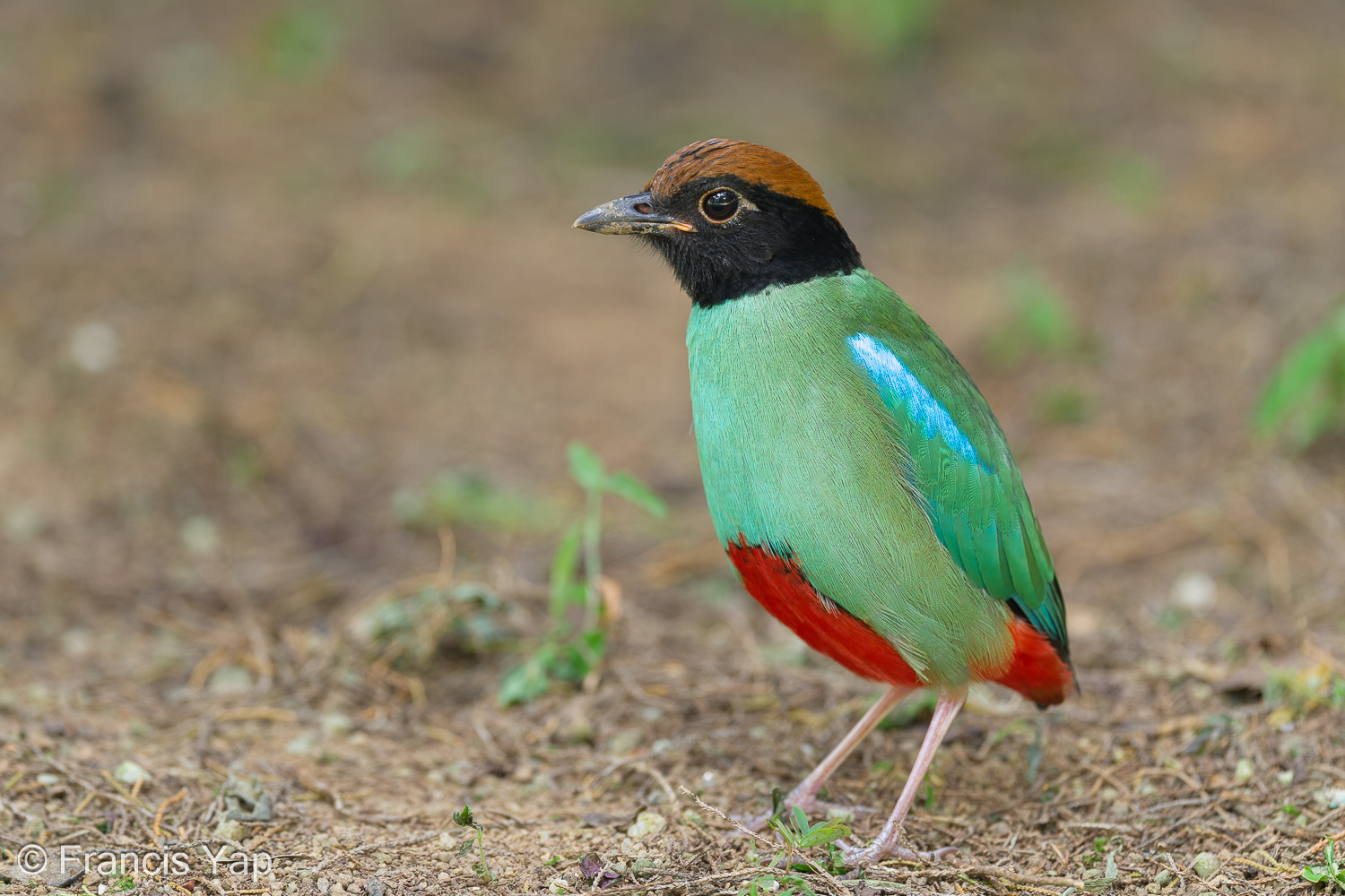Western Hooded Pitta – Birds of Singapore