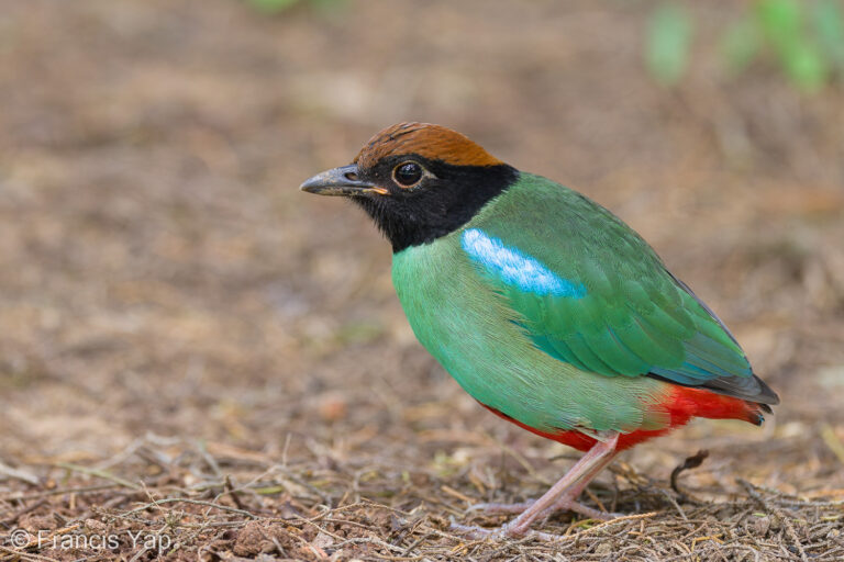 Western Hooded Pitta – Birds of Singapore