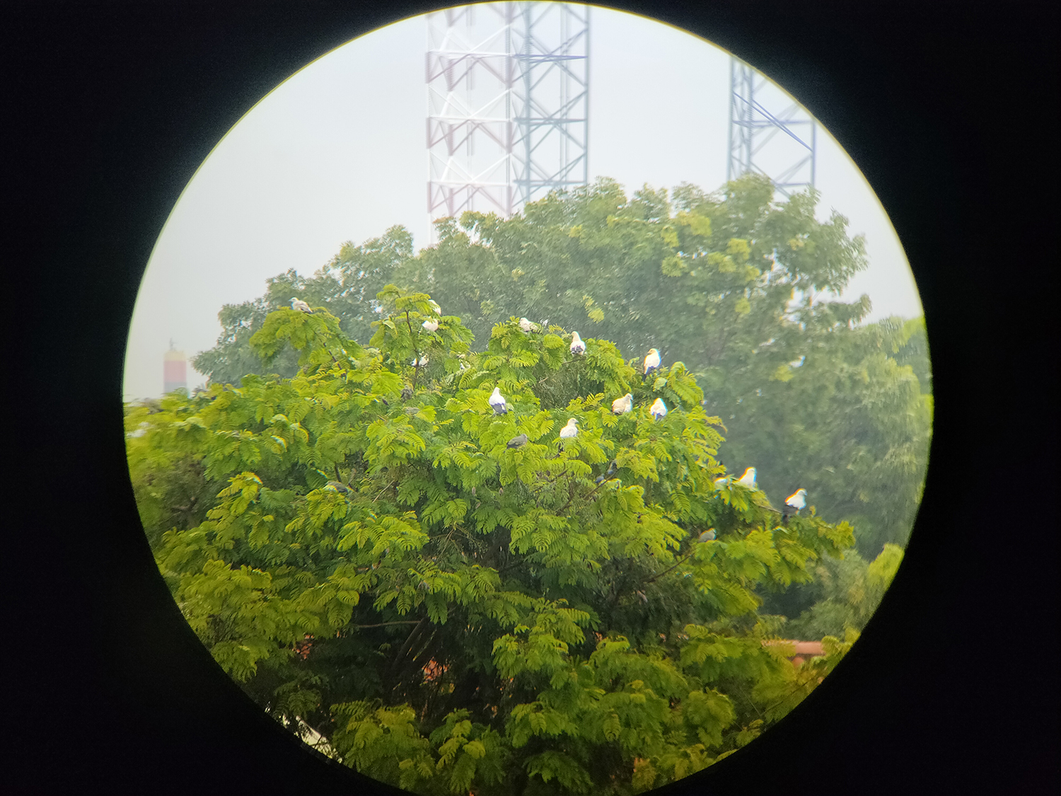 oppo_0 – Birds of Singapore