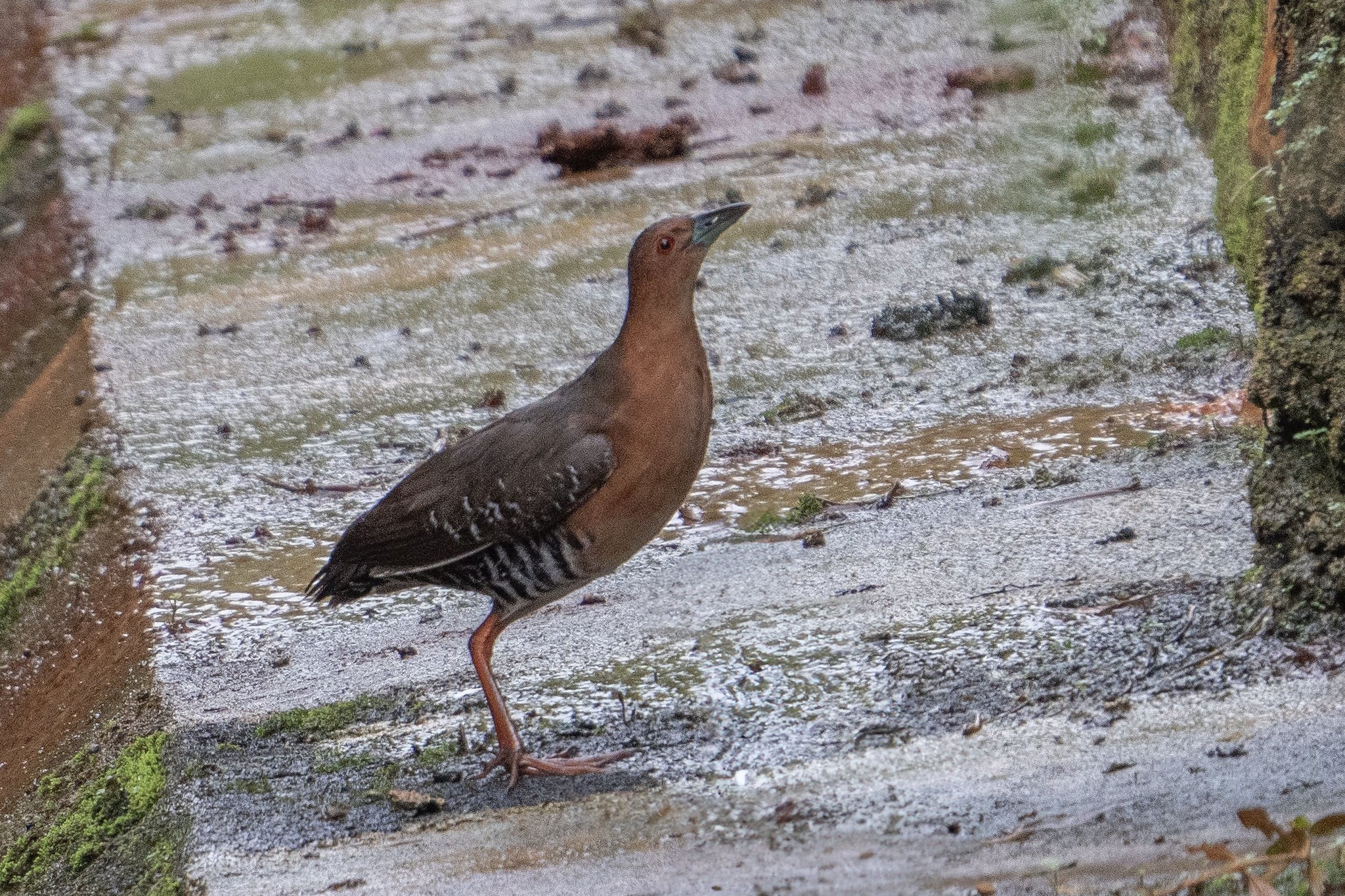 Band-bellied Crake – Birds of Singapore