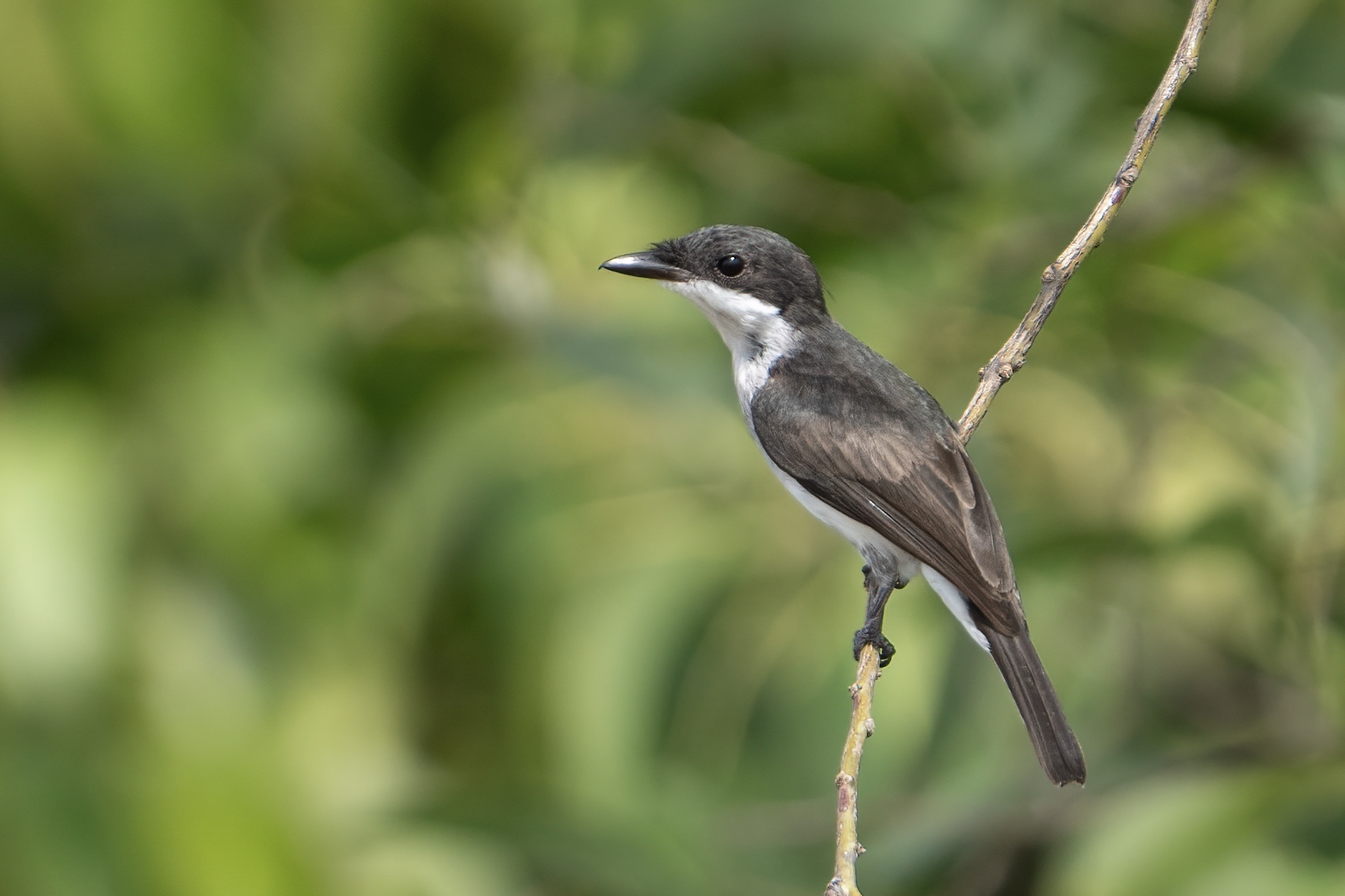 Black-winged Flycatcher-Shrike – Birds of Singapore