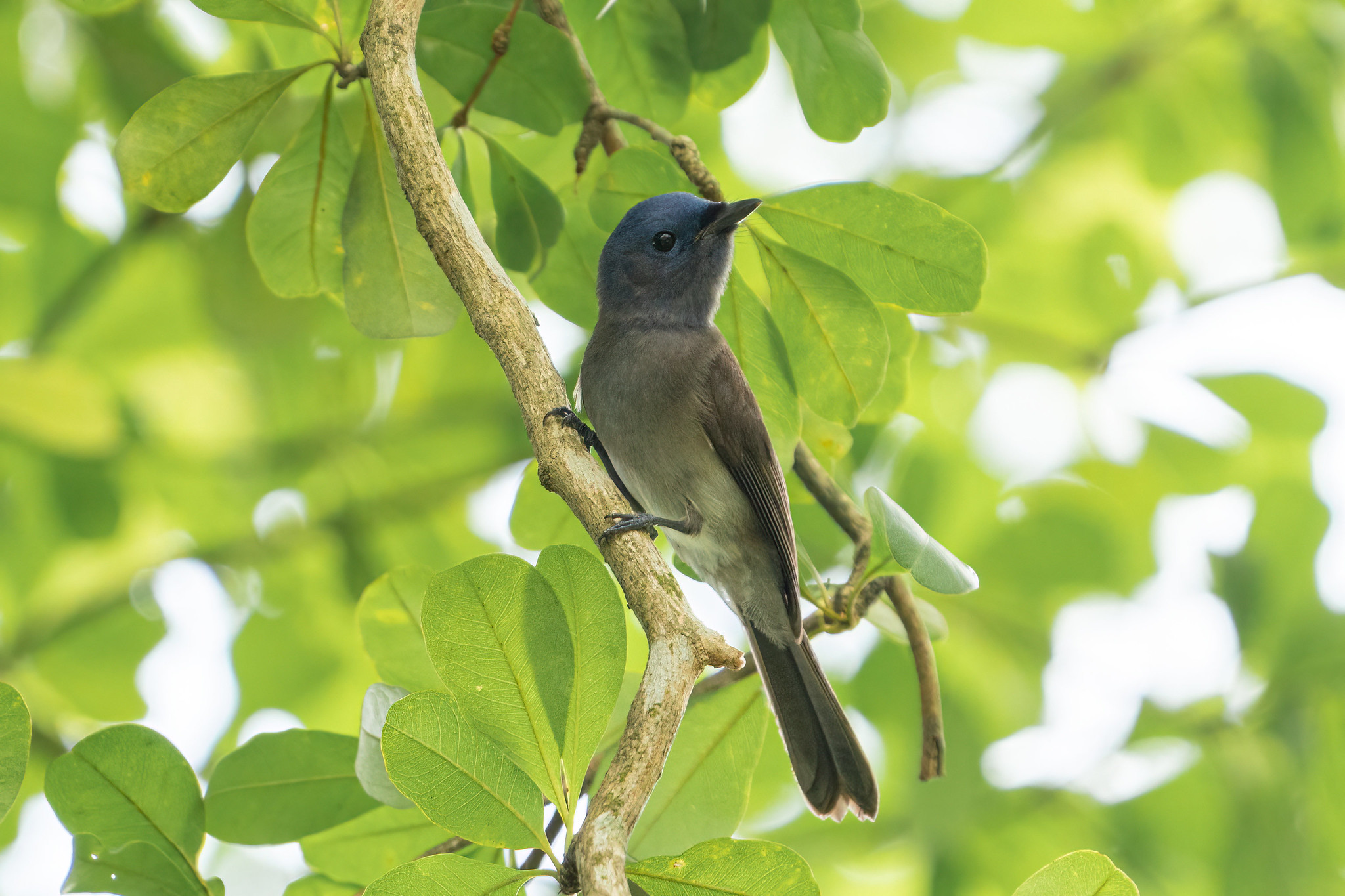 Black-naped Monarch – Birds of Singapore