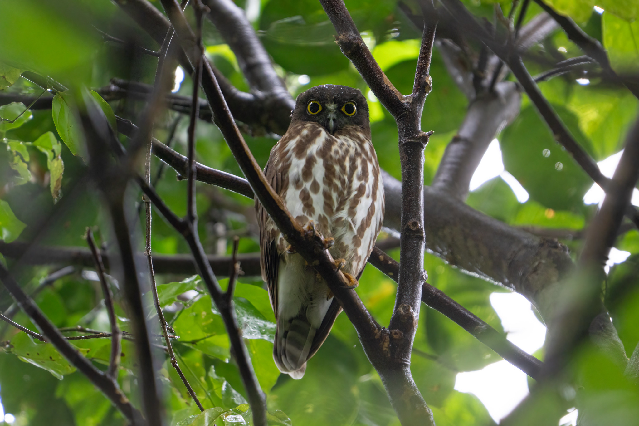 Northern Boobook – Birds of Singapore