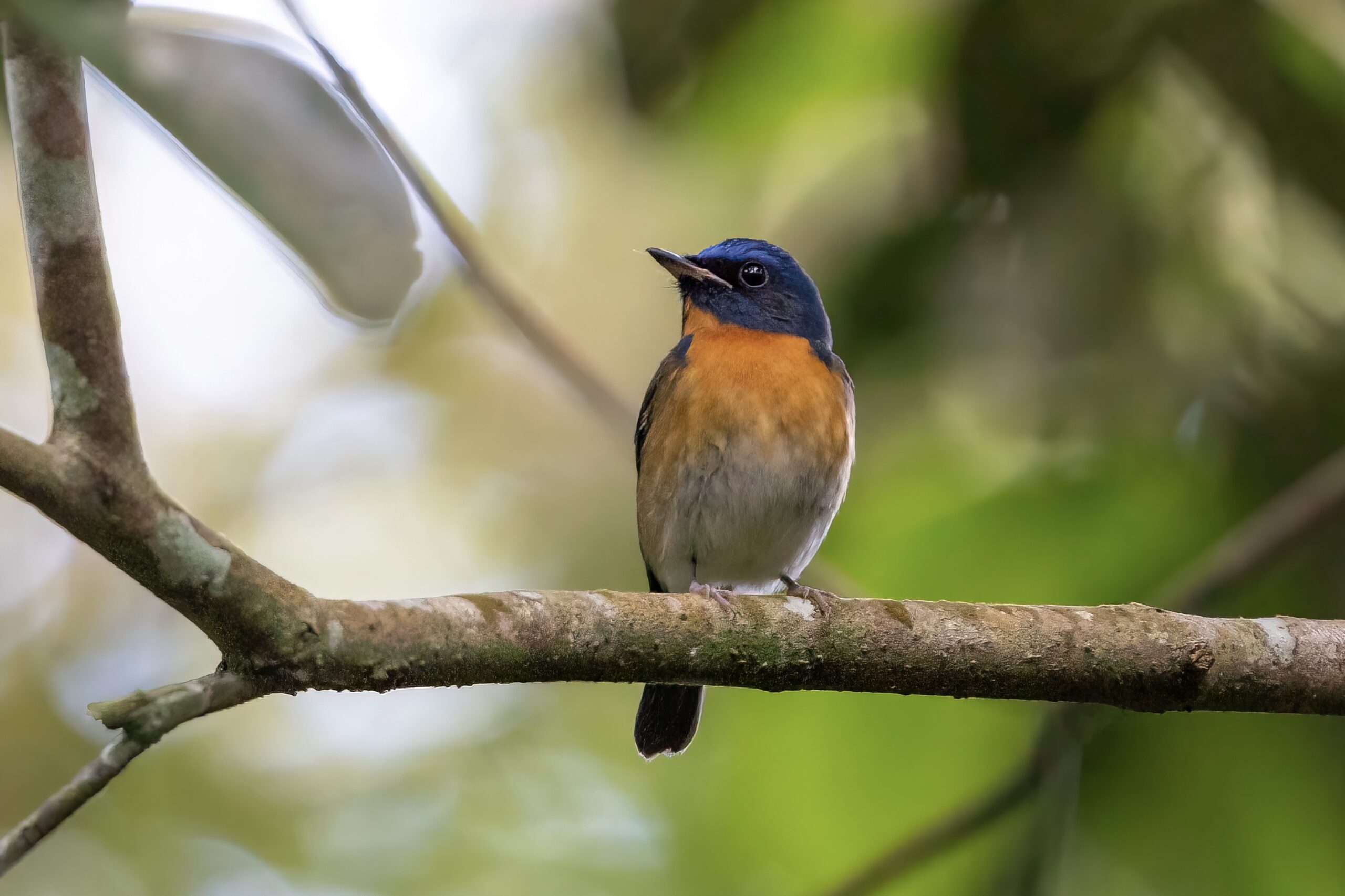 Chinese Blue Flycatcher – Birds of Singapore