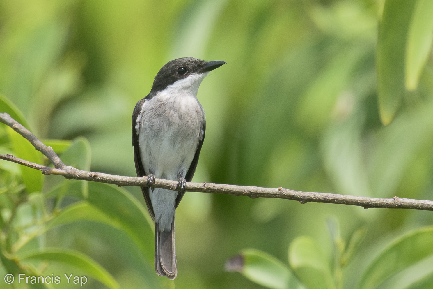 Black-winged Flycatcher-Shrike – Birds of Singapore