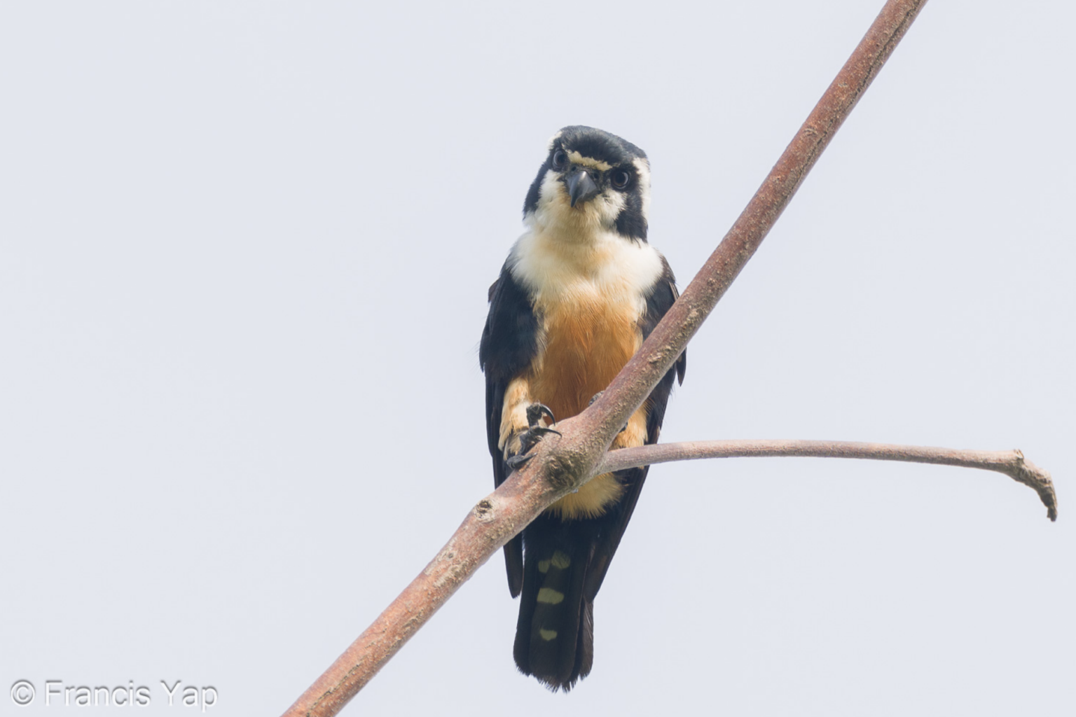 Black-thighed Falconet – Birds of Singapore