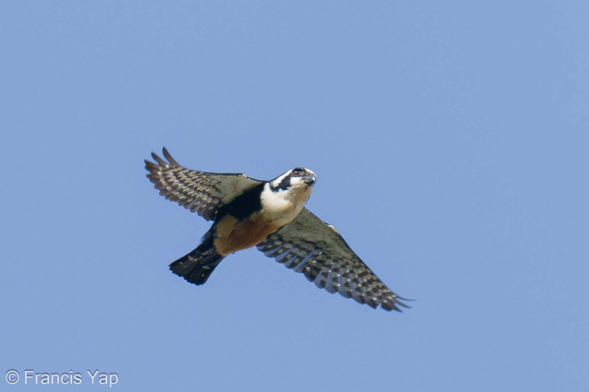 Black-thighed Falconet – Birds of Singapore