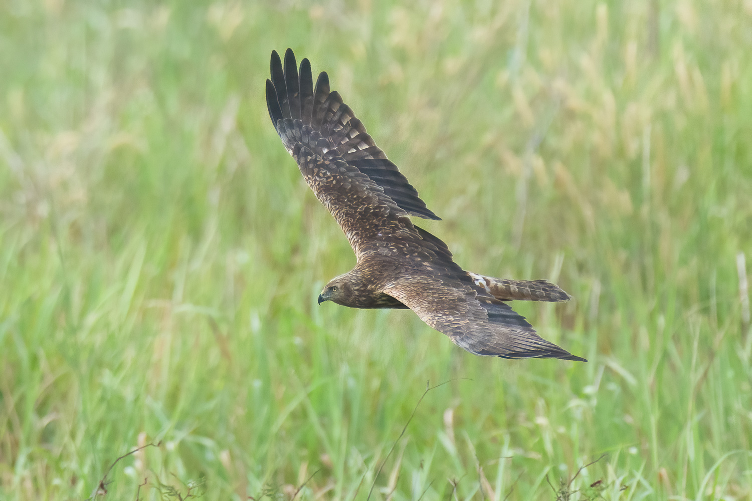 Eastern Marsh Harrier – Birds of Singapore