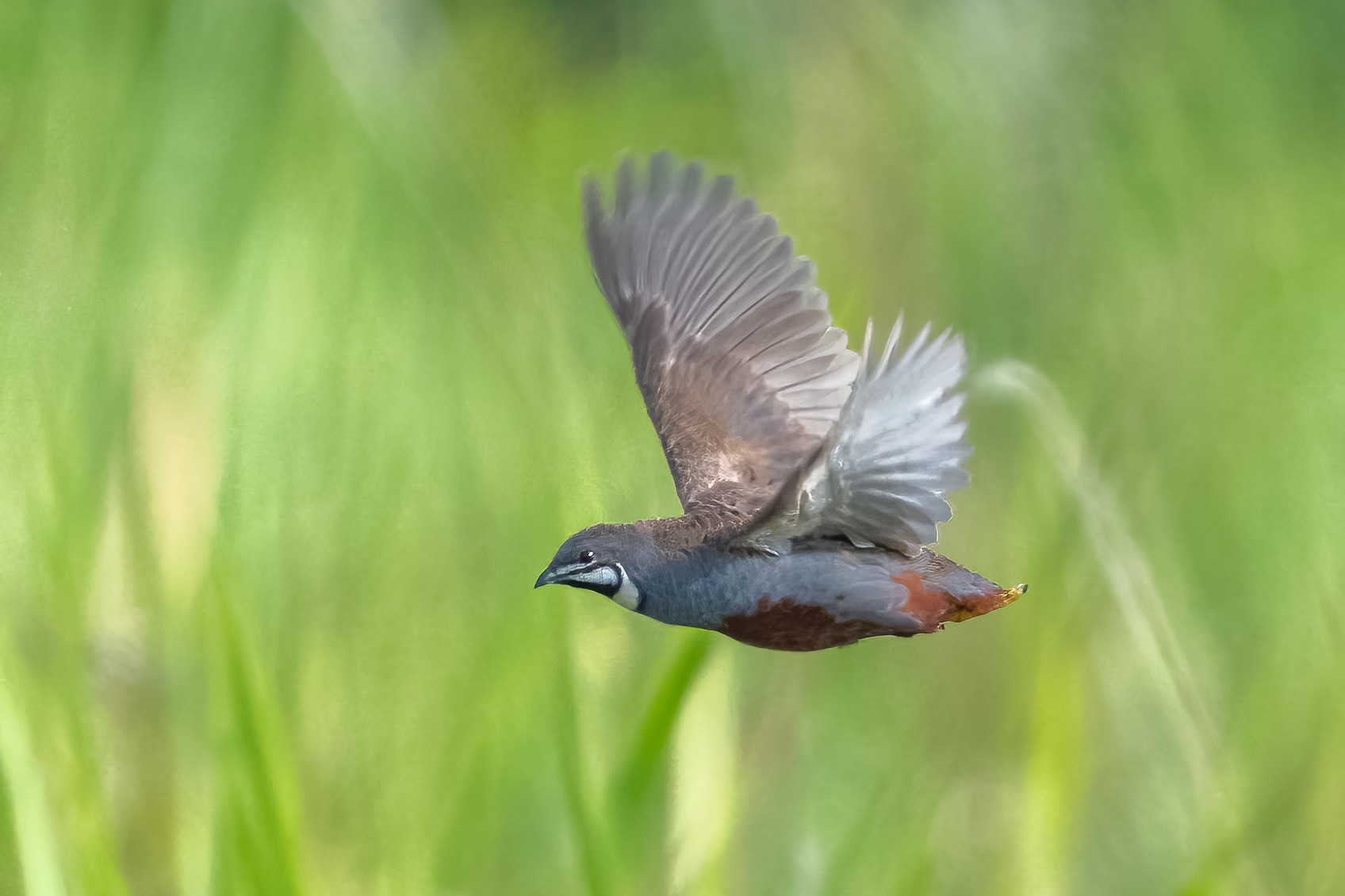 King Quail – Birds of Singapore