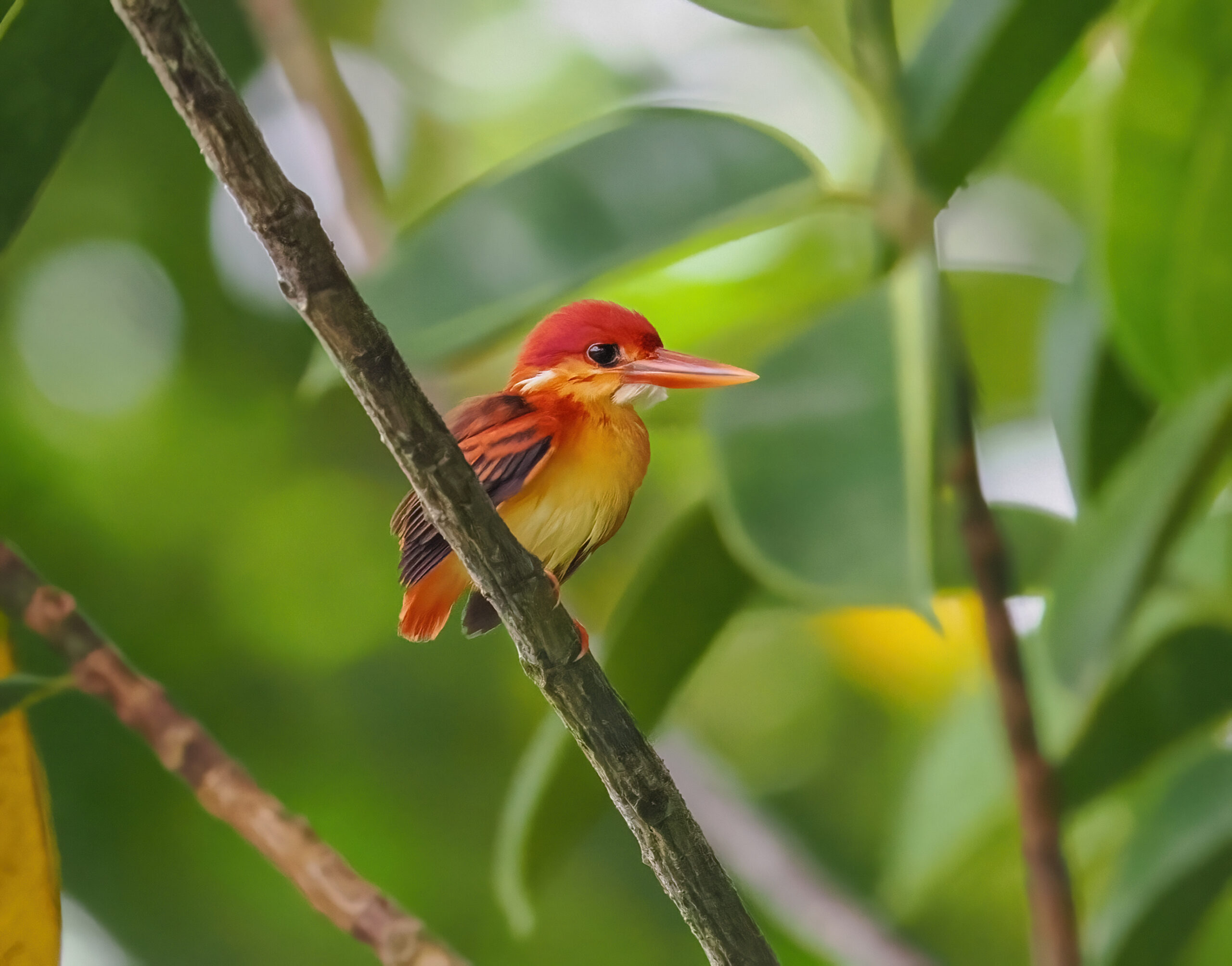 Rufous-backed Dwarf Kingfisher – Birds of Singapore