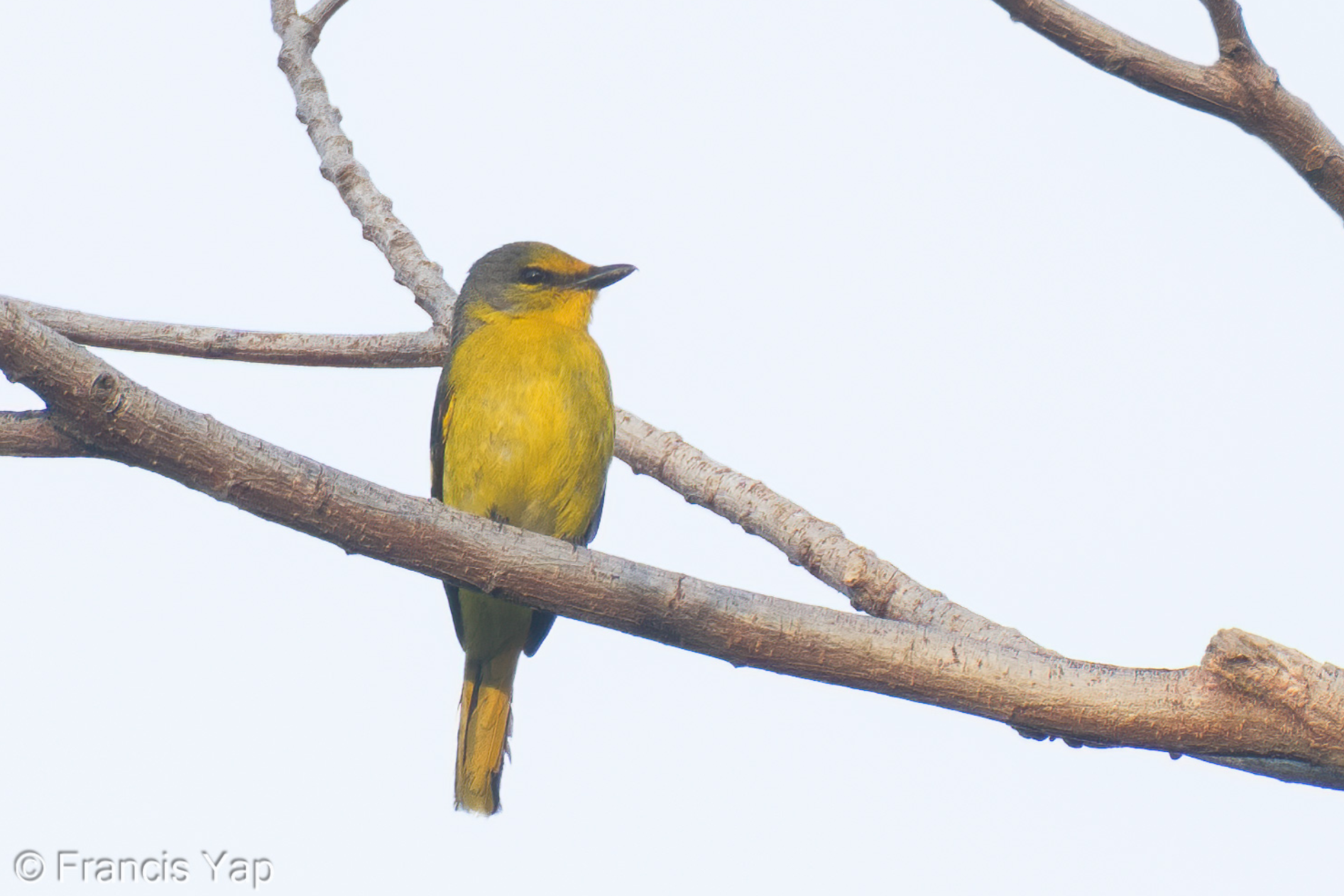 Scarlet Minivet – Birds of Singapore