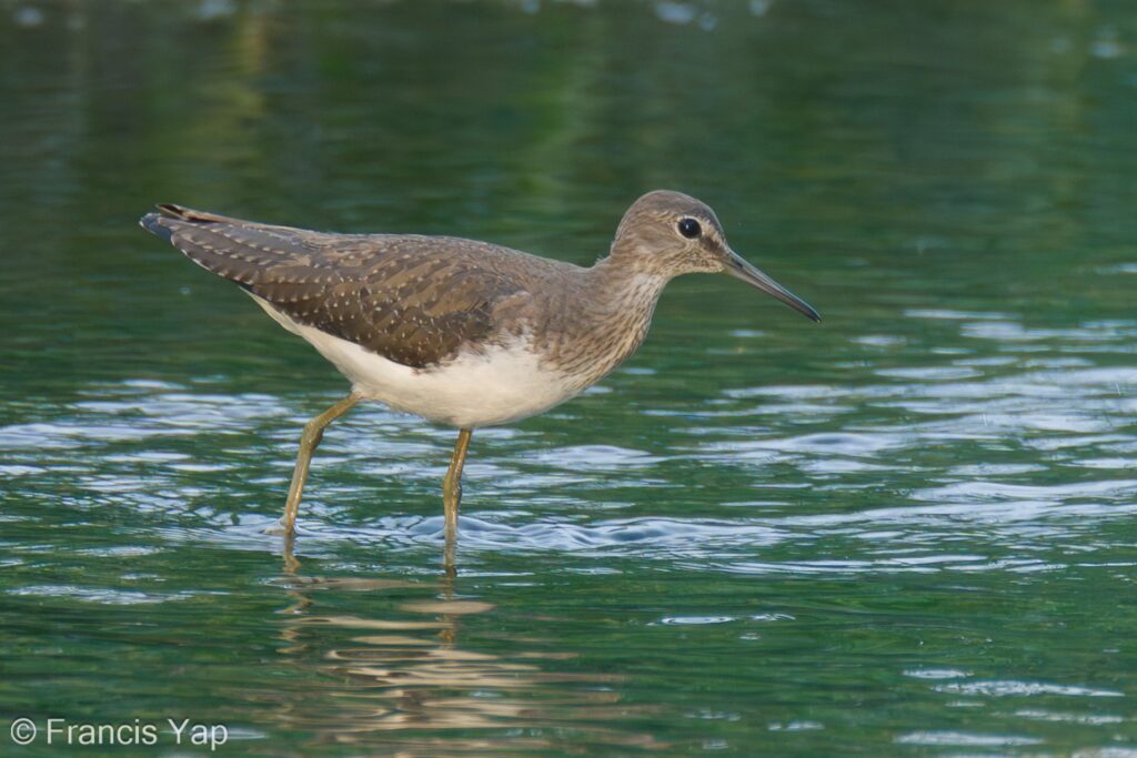 Green Sandpiper – Birds of Singapore