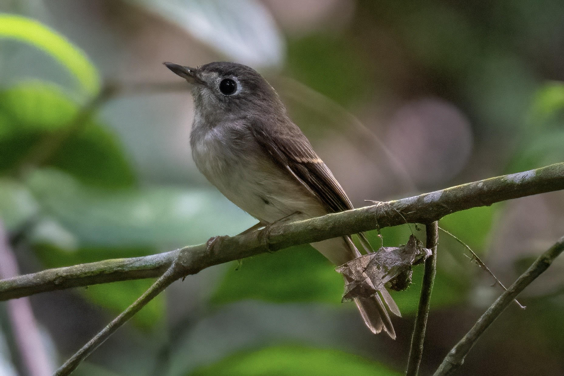 Brown-breasted Flycatcher – Birds of Singapore