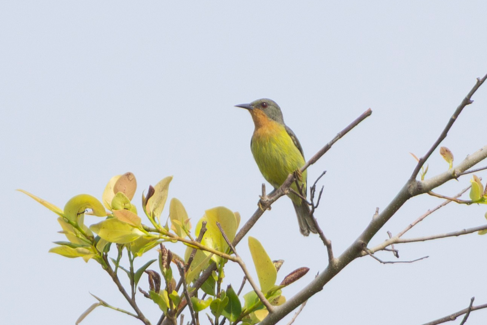 Ruby-cheeked Sunbird – Birds of Singapore