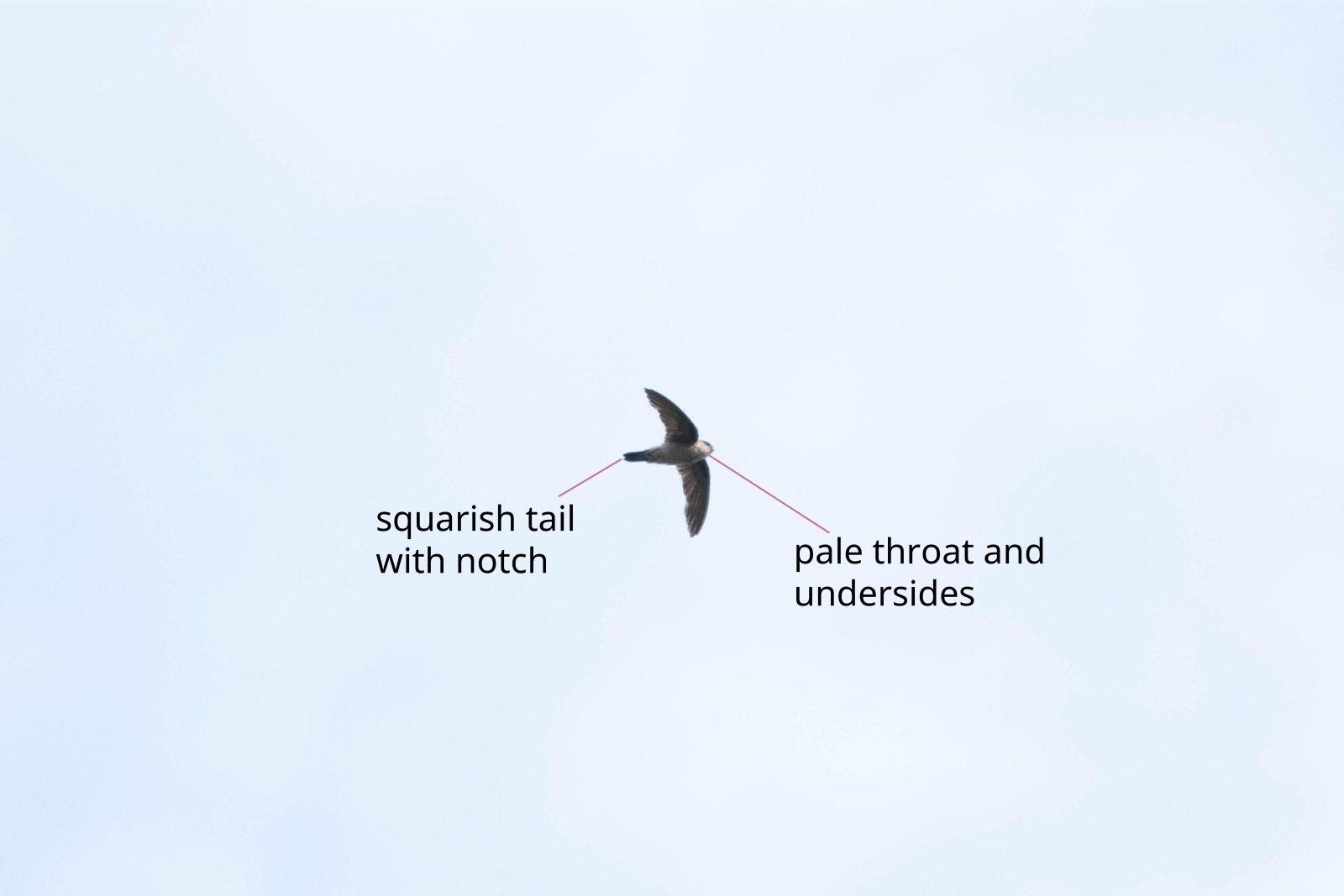 Aerodramus_record_underparts_Collin – Birds of Singapore