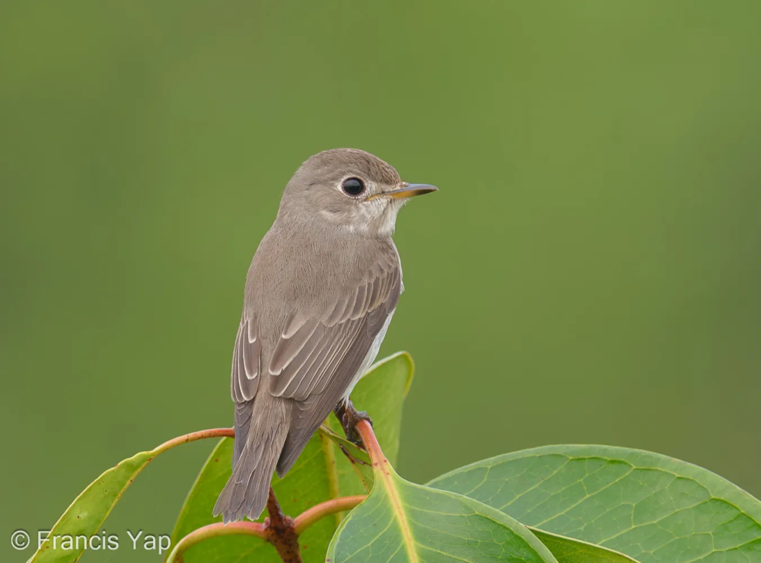 Why am I receiving emails from eBird moderators? – Birds of Singapore